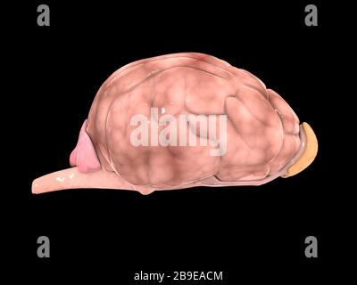 A dog's brain, side view Stock Photo - Alamy