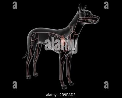 Dog Heart - Anatomy of Circulatory System Stock Photo - Alamy