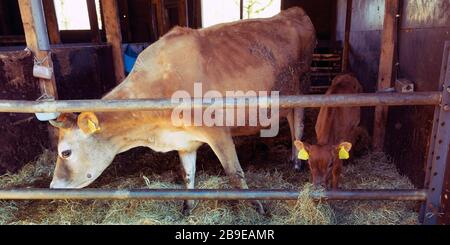 jersey cow and calves in open stable on dutch organic farm in holland ...