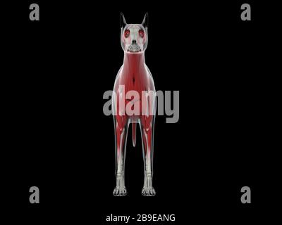 Dog Muscles Anatomy - Muscular System of the Dog Stock Photo - Alamy