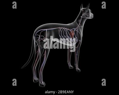 Dog Heart - Anatomy of Circulatory System Stock Photo - Alamy
