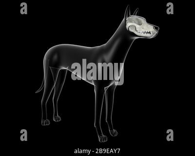 Skeletal system of a dog, x-ray side view Stock Photo - Alamy