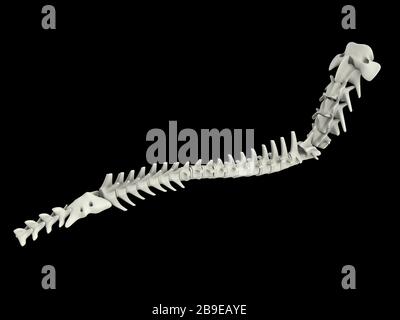 Cervical vertebrae of a dog Stock Photo - Alamy