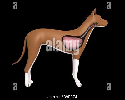 dog anatomy respiratory lungs Stock Photo - Alamy