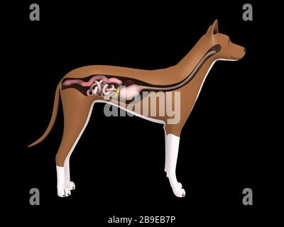 Illustration of digestive system of the dog anatomy Stock Vector Image ...