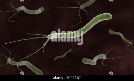 Illustration of Helicobacter pylori bacteria, a gram-negative spiral ...