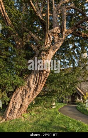 St Michael's Church, Discoed, Powys, Wales. A five thousand year old ...