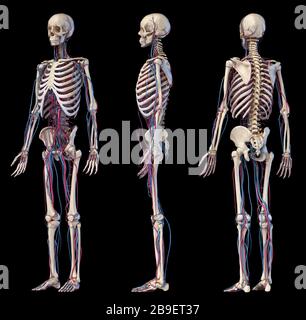 Three angles of full body male skeleton on white background Stock Photo ...