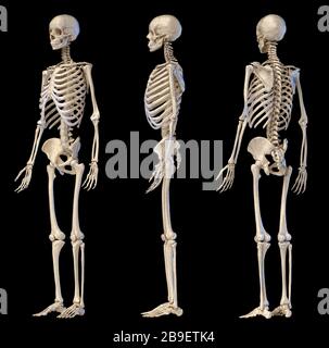 Three angles of full body male skeleton on white background Stock Photo ...