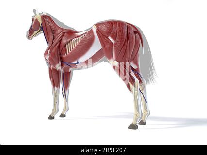 Horse splenius muscle, illustration Stock Photo - Alamy