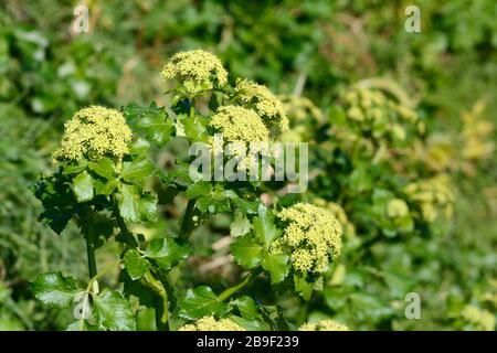 Alexanders flowers Smyrnium oluastrum growing in a hedge edible ...