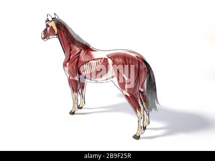 Horse biceps femoris muscle, illustration Stock Photo - Alamy