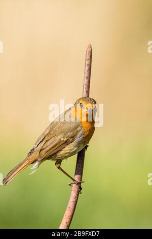 Robin foraging in spring sunshine in mid Wales Stock Photo - Alamy
