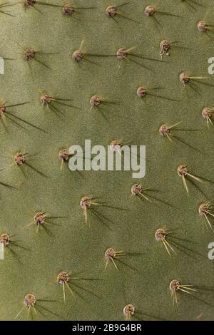 Extreme close up spiky green cactus leaf Stock Photo - Alamy