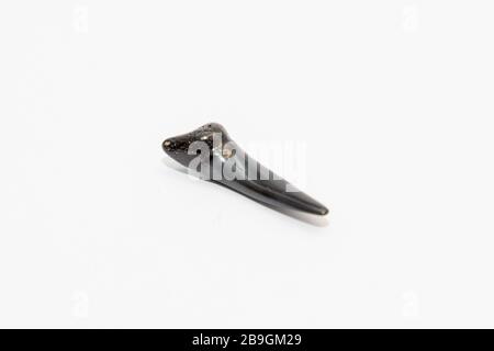 Petrified prehistoric shark tooth. Macro. Tertiary period of the ...