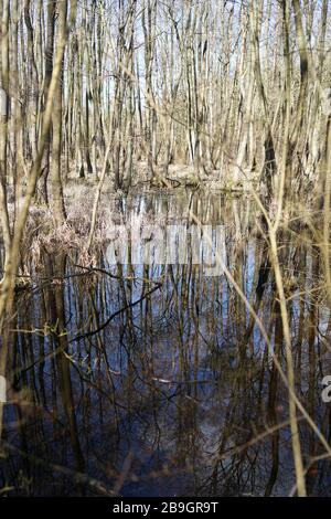 Landscape, water, creek, swamp, moor, stream, river, nature Stock Photo ...