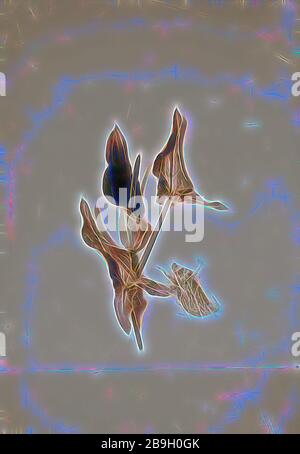 Wild flowers of Palestine. Palestine arums (Arum palaestinum Boiss ...