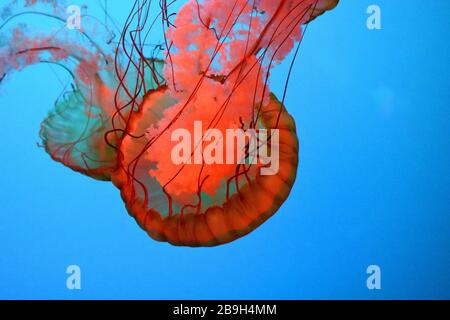 Jellyfish from Aquarium of Quebec, Quebec City, Canada Stock Photo - Alamy