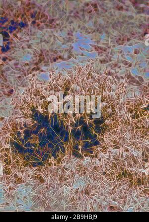 Wild flowers of Palestine. Yellow restharrow (Ononis Natrix L Stock ...