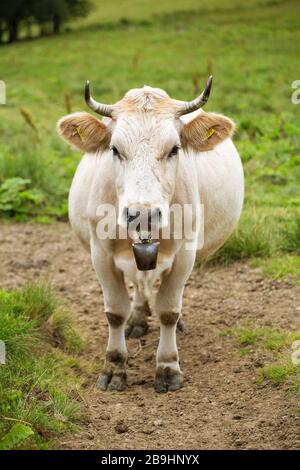 Cow grazing on a green alpine meadow in the Swiss Alps, Switzerland ...