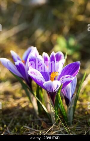Closeup of Saffron flowers in a field. Crocus sativus, saffron crocus ...