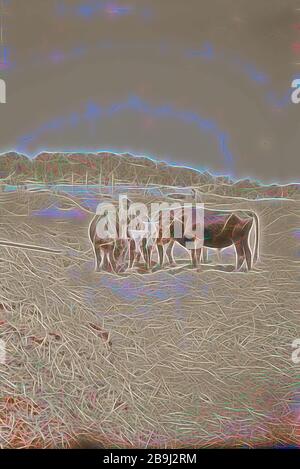 Threshing with cattle?. 1898, Middle East, Israel and/or Palestine ...