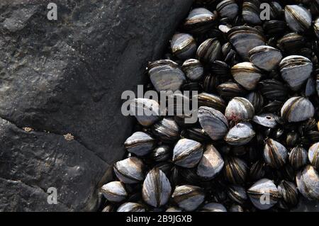 Muscles, limpets and barnacles attached to a rock along Britain's ...