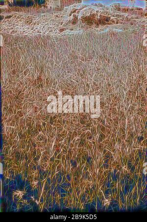 A field of wild poppies, Papaver syriacum, in Palestine, showcasing the ...