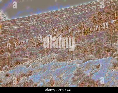 Agriculture, etc. Government reforestation near Bab el Wad. Labourers ...