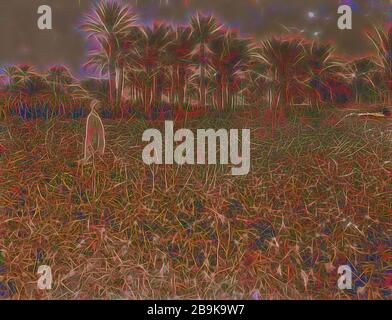 Egypt. Agriculture. An Egyptian cotton field. 1950, Egypt Stock Photo ...