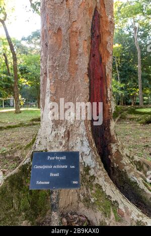 Pau-brasil, Caesalpinia echinata, Botanical Garden, Rio de Janeiro ...