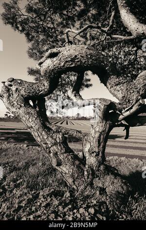 Geometry of the branches of the tree Stock Photo - Alamy