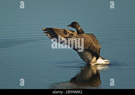 Atlantic brant goose flapping wings Stock Photo - Alamy