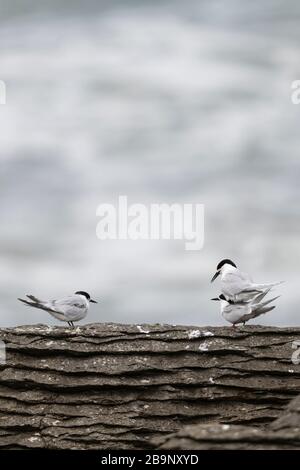White Fronted Terns on rocks, Plimmerton, Wellington, North Island, New ...