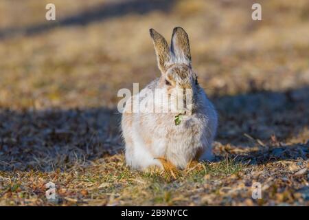 Snowshoe Hare (Lepus americanus) with transitional coat between winter ...