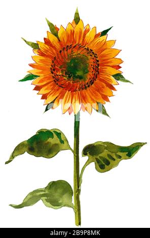 Blossoming sunflower. Ink and watercolor drawing Stock Photo - Alamy