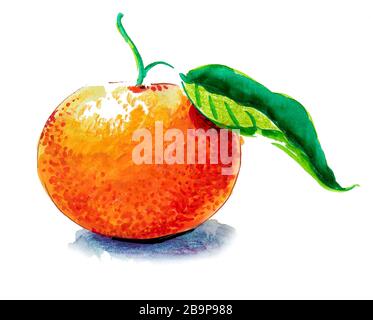 Watercolor orange fruit. Fresh illustration Painting hand drawn art ...