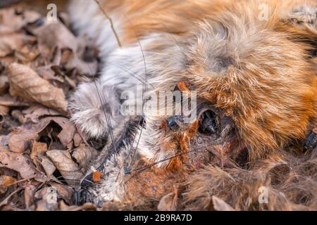 Decaying corpse of a fox in the forest Stock Photo - Alamy