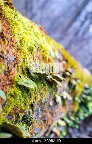 Mushrooms, lichen and moss on dried tree Stock Photo - Alamy