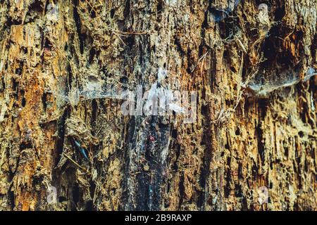 Old rotten wood with dirt and spiderweb Stock Photo - Alamy