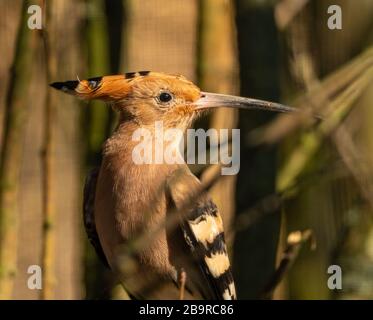 Cute bird. Hoopoe. Bird: Eurasian Hoopoe. Upupa epops. Green nature ...