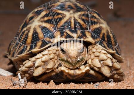 Kalahari Tent Tortoise, Psammobates oculifer, Kalahari Basin, Namibia ...