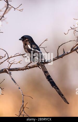 Magpie sitting on branch seen from front right against blue sky Stock ...