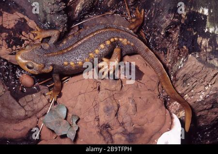 Red-tailed knobby newt or Kweichow crocodile newt (Tylototriton ...
