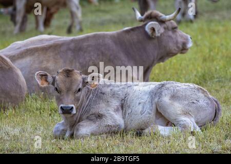 Typical Spanish cow look at the photographer Stock Photo - Alamy