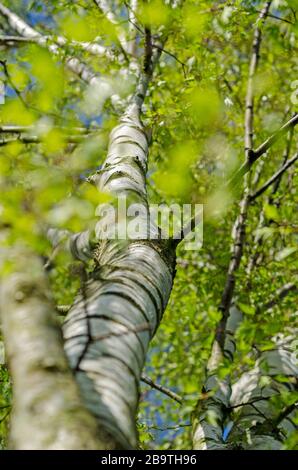 silver birch tree Stock Photo - Alamy