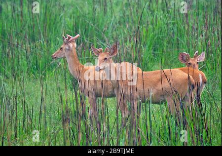 Eastern swamp deer or Barasingha at Kaziranga National Park, Assam ...