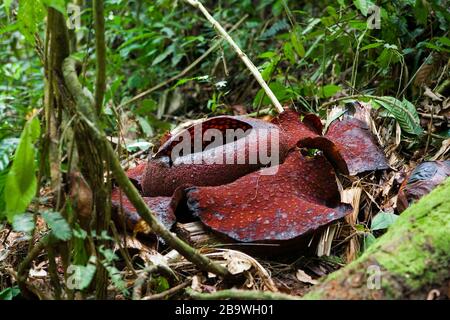 Rafflesia Arnoldii is the biggest flower in the world. Big red flower ...