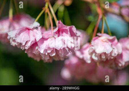Flowering Japanese Sakura twigs in a spring garden Stock Photo - Alamy