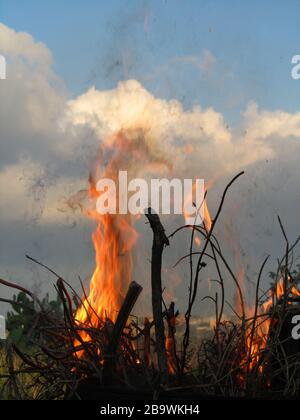 Fire in the forest. Fire and smoke in the forest litter. The grass is ...